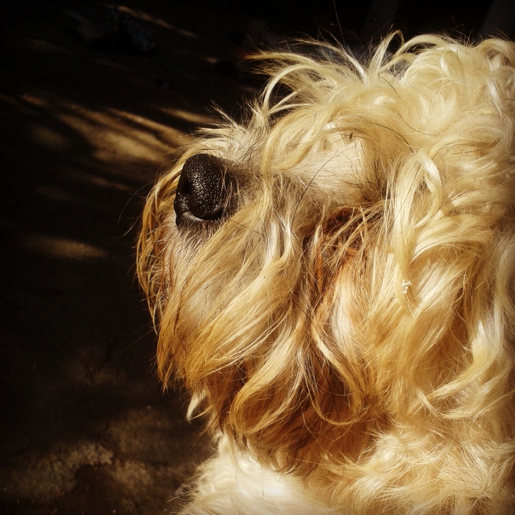 Benji - Hundenamen für Männchen